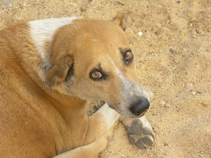 Cute Brown and White Color Stray Dogs Sitting on Street Stock Image ...