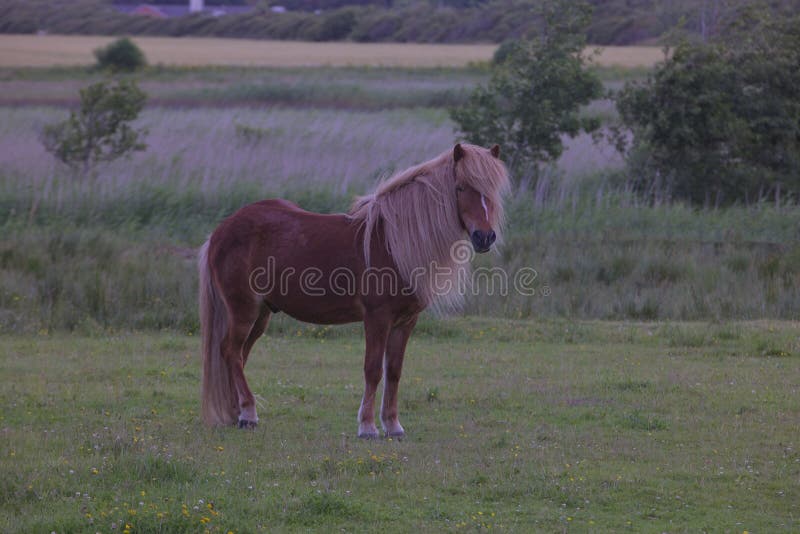 Cute Brown-colored Pony Standing in a Field during the Daytime Stock ...