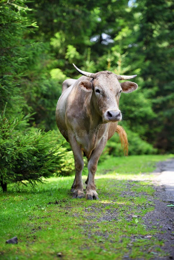 Cute Brown Cow Near the Forest Stock Image - Image of farm, agriculture ...