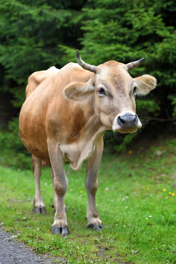 Cute Brown Cow Near the Forest Stock Image - Image of forest, farm ...