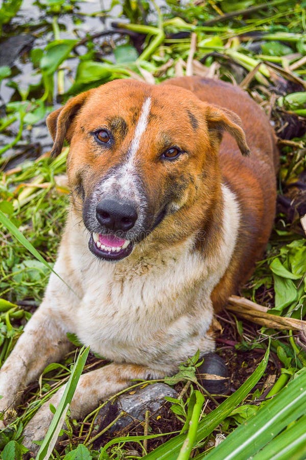 Cute Brown Dog on the Ground Stock Image - Image of natural, cute ...