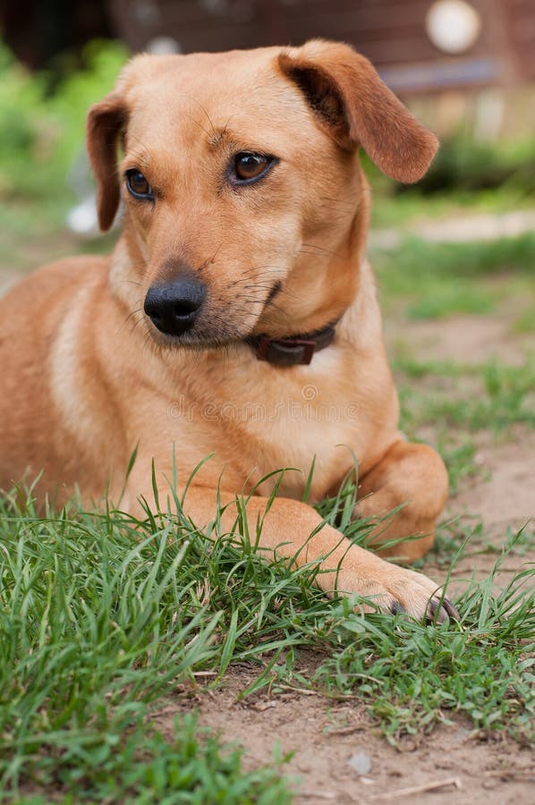 Cute Brown Dog on the Ground Stock Photo - Image of lying, relations ...