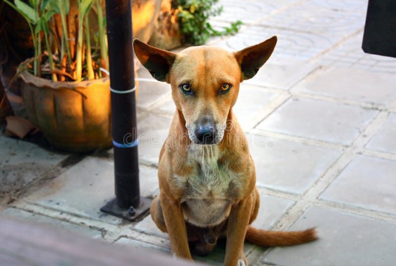 Cute Brown Dog Looking at Camera Stock Image - Image of ears, doggy ...