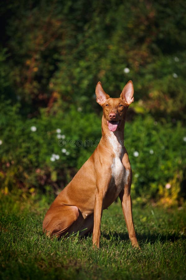 Cute Brown Dog Sitting on the Grass Stock Image - Image of front ...