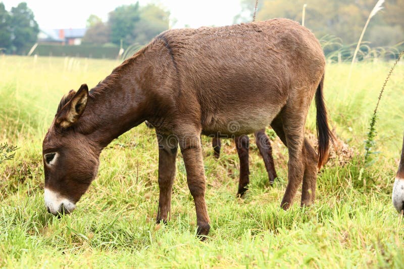 Cute Brown Donkey Grazing Outdoors on a Farm Stock Image - Image of ...