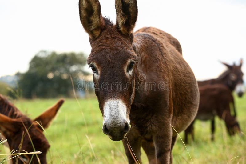 Cute Brown Donkey Grazing Outdoors on a Farm Stock Image - Image of ...