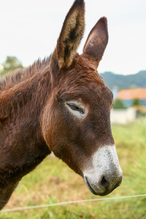Cute Brown Donkey Grazing Outdoors on a Farm Stock Image - Image of ...