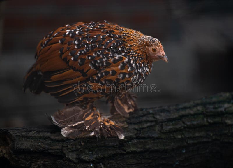 Cute Brown Dutch Booted Bantam Chicken Standing on a Tree Trunk Stock ...