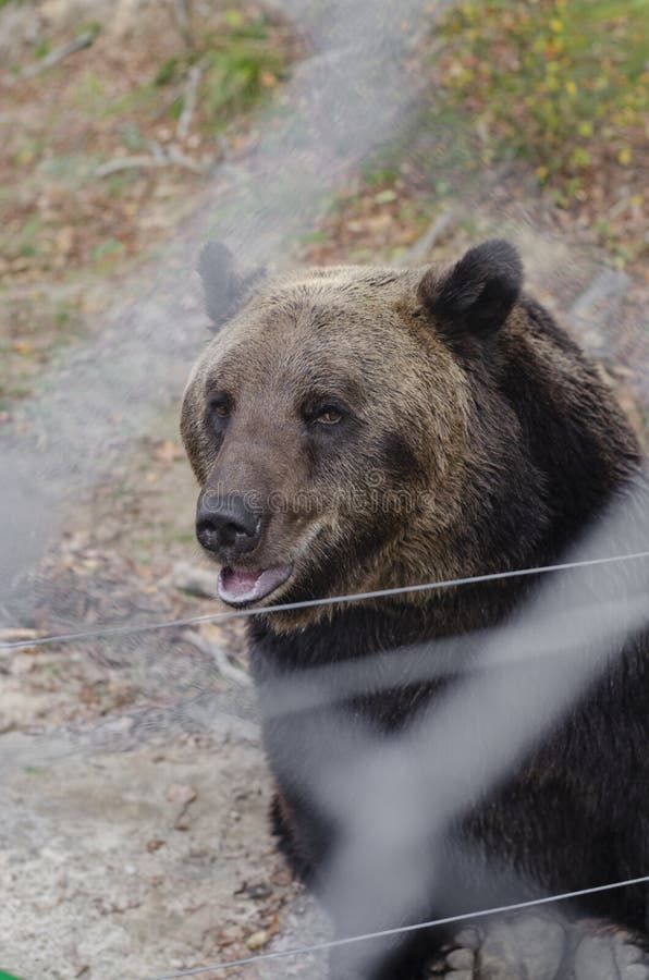 Cute Brown Ear in the Sanctuary Stock Image - Image of fauna, security ...
