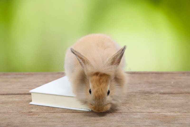 Cute Brown Easter Bunny Rabbit on Wood with Book and Green Nature ...