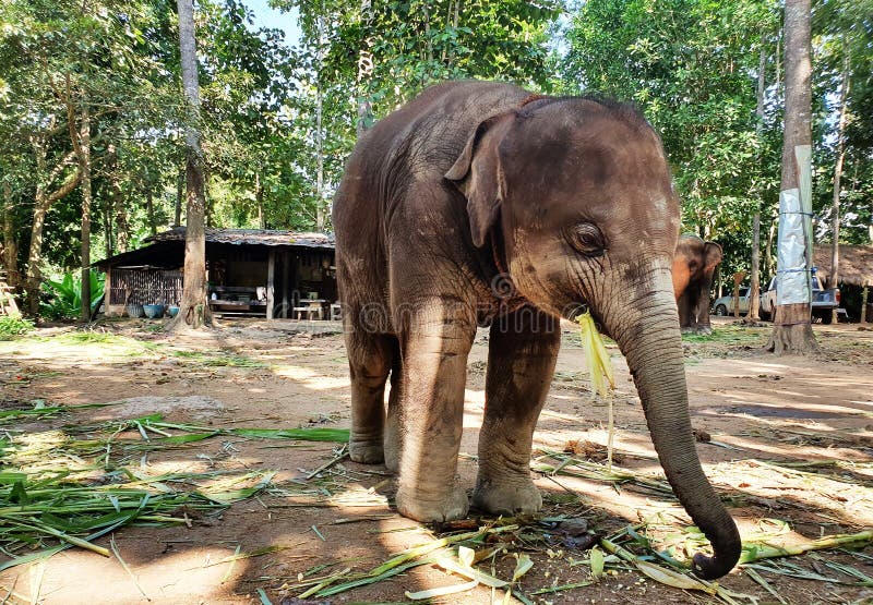 Cute Brown Elephant Walking in the Reserve Stock Photo - Image of ...