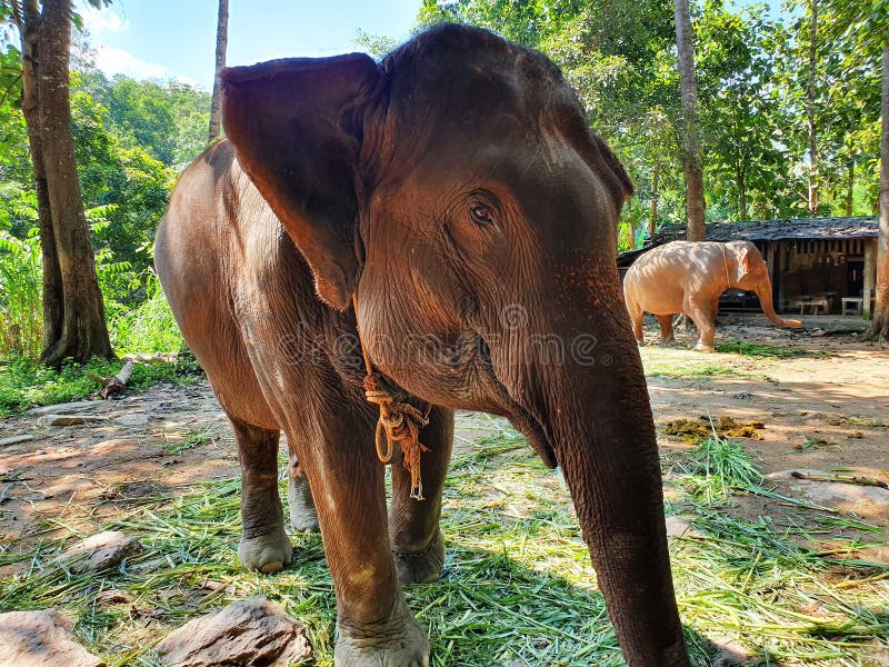 Cute Brown Elephant Walking in the Reserve Stock Image - Image of ...