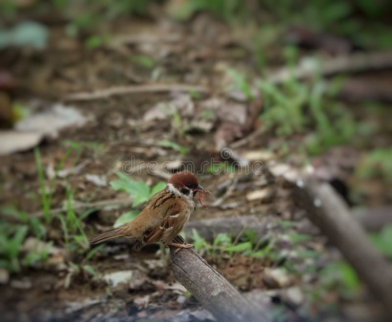 Cute eurasian tree sparrow stock photo. Image of wing - 236009798