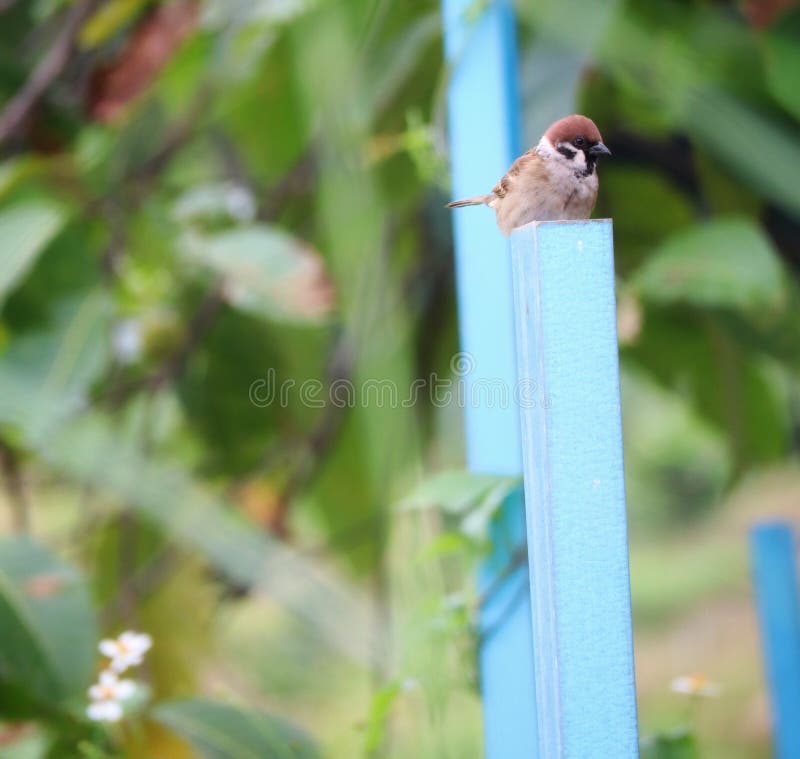 Cute eurasian tree sparrow stock image. Image of sparrow - 236009807