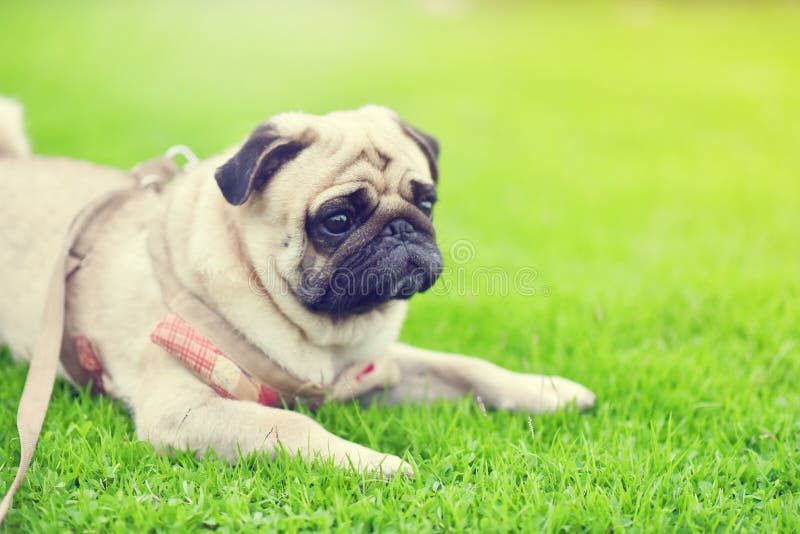 Cute Brown Fat Pug in Garden Stock Photo - Image of exhaustion, flea ...
