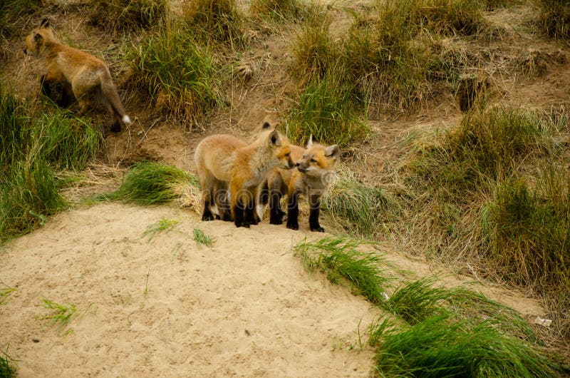 Cute Brown Fluffy Baby Foxes on the Ground Covered in Grass Stock Image ...