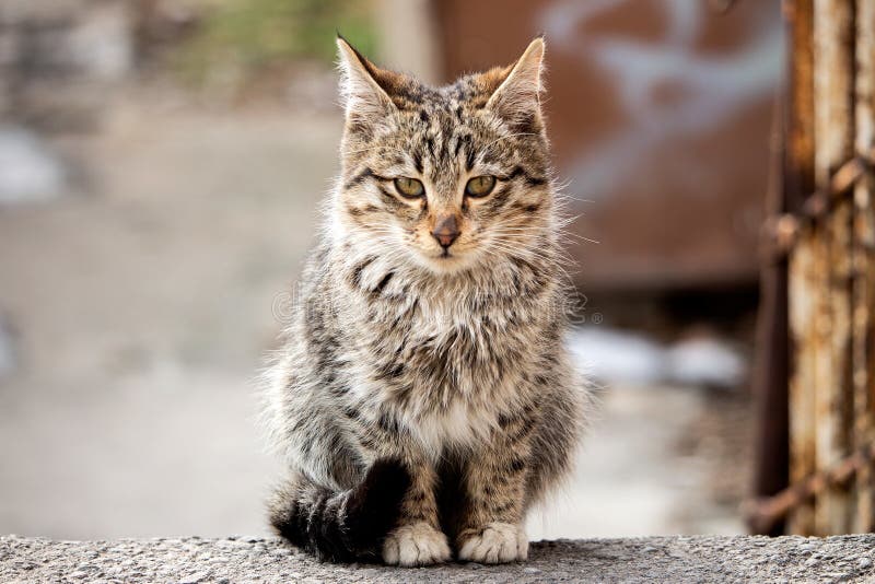 Cute Brown Fluffy Cat on the Street during Daytime Stock Image - Image ...