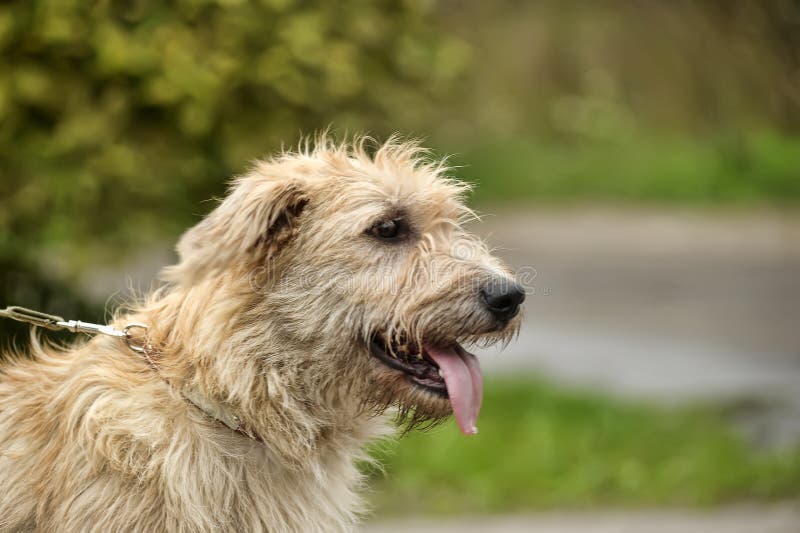 Brown fluffy dog mongrel stock image. Image of looking - 182688673