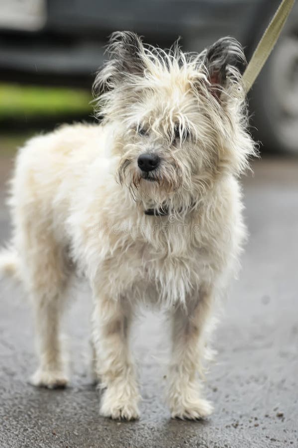 Brown fluffy dog mongrel stock image. Image of black - 182688711
