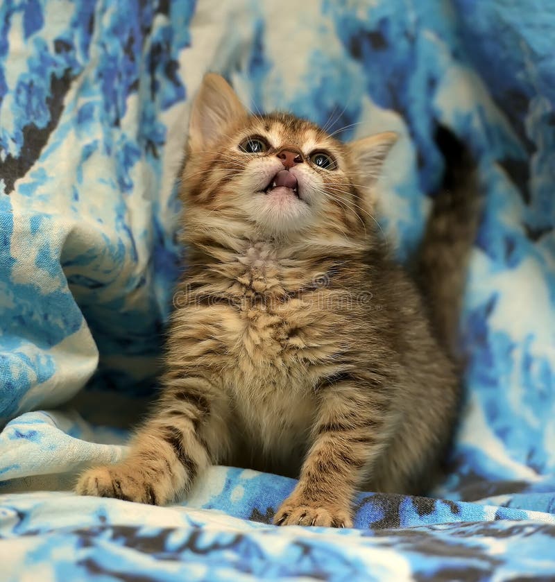 Cute brown fluffy kitten stock photo. Image of background - 78952144