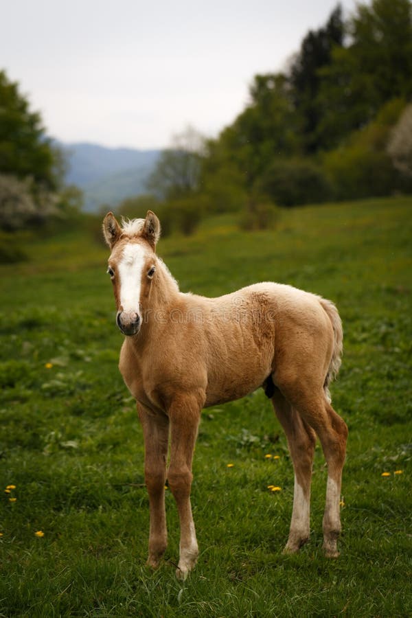 Cute Brown Foal in a Green Meadow Stock Image - Image of foals, mammal ...