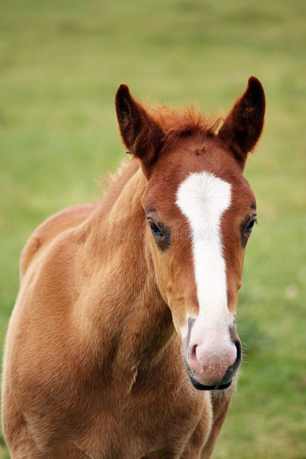 Brown Foal Lying in Pasture Stock Photo - Image of grazing, horse: 20315056
