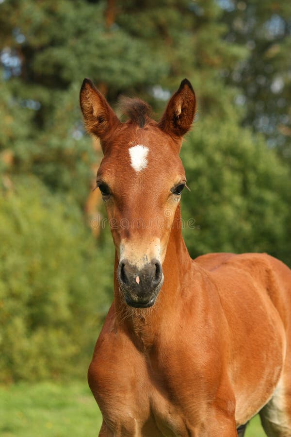 Foal portrait stock photo. Image of foal, looking, moving - 9486110