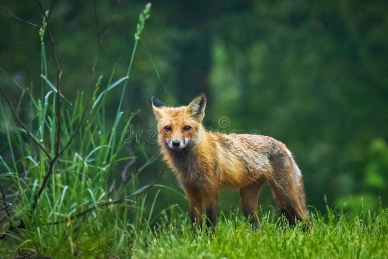 Cute Brown Fox Close Up Portrait in the Wild Forest Stock Photo - Image ...