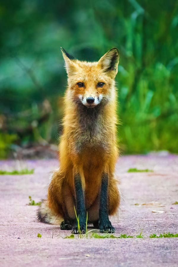 Cute Brown Fox Close Up Portrait in the Wild Forest Stock Photo - Image ...