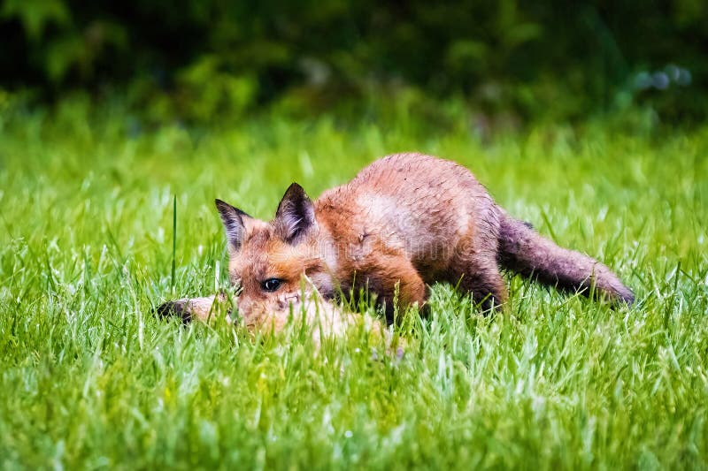 Cute Brown Fox Pup Hunting in the Wild Forest Alone Stock Photo - Image ...