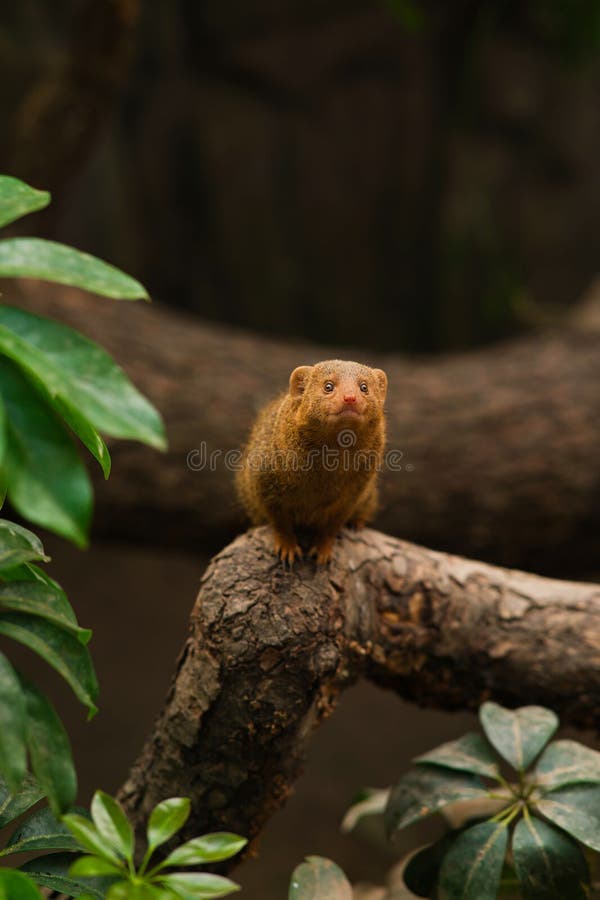 Cute, Brown, Furry Mammal Perched on a Branch of a Tree Stock Photo ...