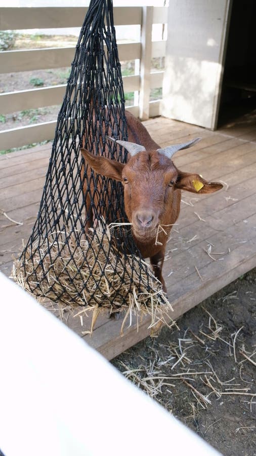 Cute Brown Goat Eating Straw from the Bag in the Farm Stock Image ...