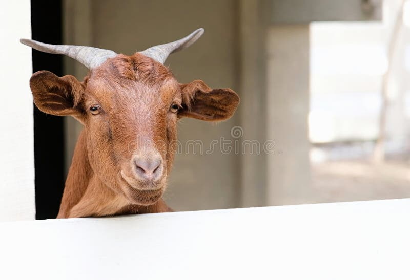 Cute Brown Goat Looking through the Fence in he Farm Stock Photo ...