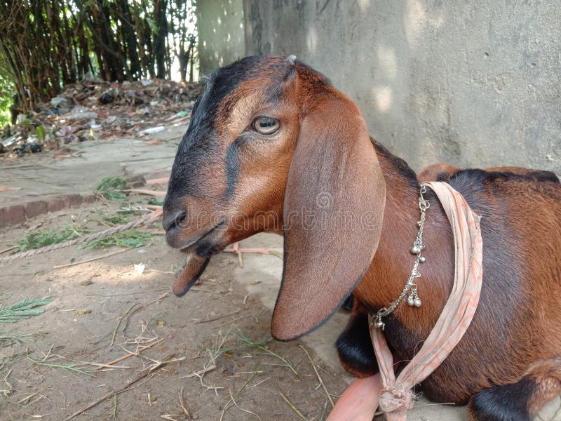 Cute Brown Goat Resting in the Farm Stock Photo - Image of agricultural ...