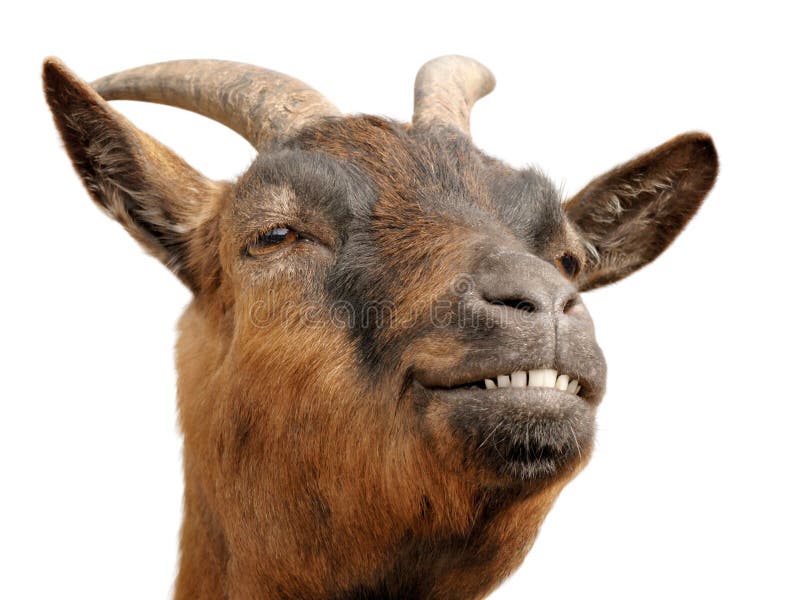 Cute brown goat s grin stock photo. Image of laughing - 14452096