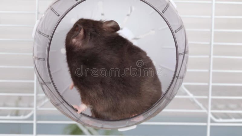 Cute Brown Hamster Sitting in a Wheel Stock Video - Video of white ...