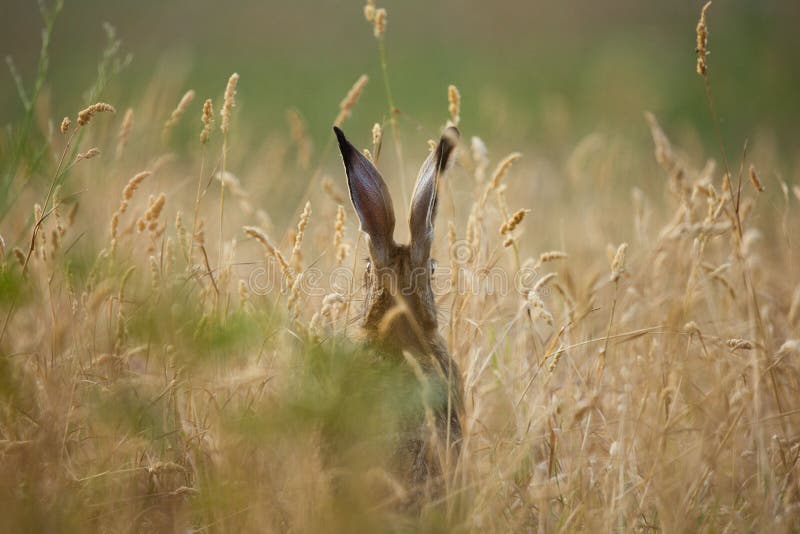 Cute Brown Hare Peeking from the Field Stock Image - Image of field ...