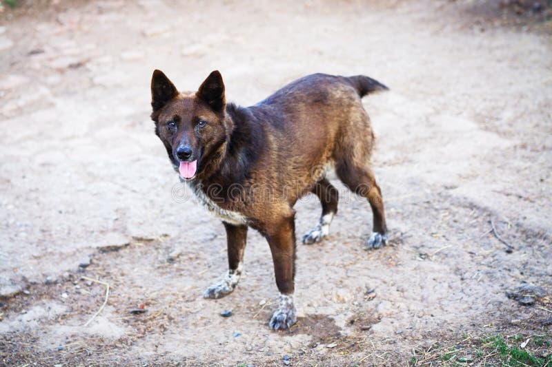 Cute Brown Homeless Dog Smiling and Looking at Camera Stock Photo ...