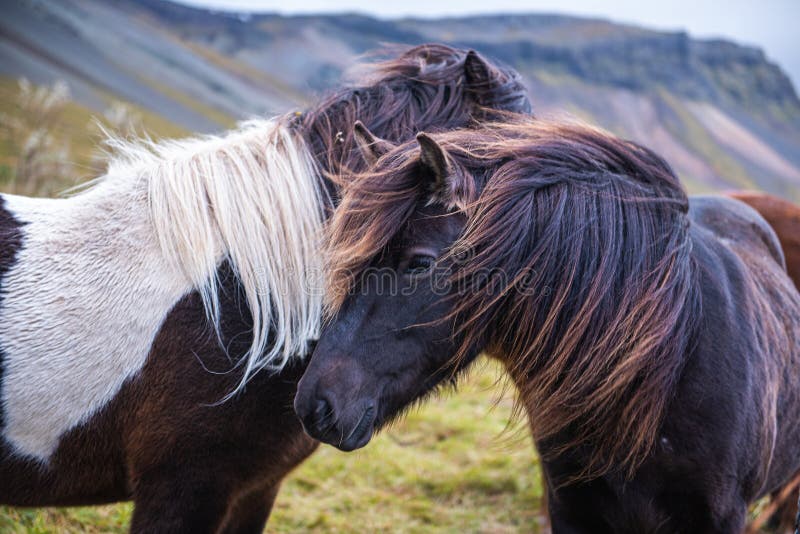 Cute Brown Horses in an Icelandic Meadow Stock Photo - Image of farm ...
