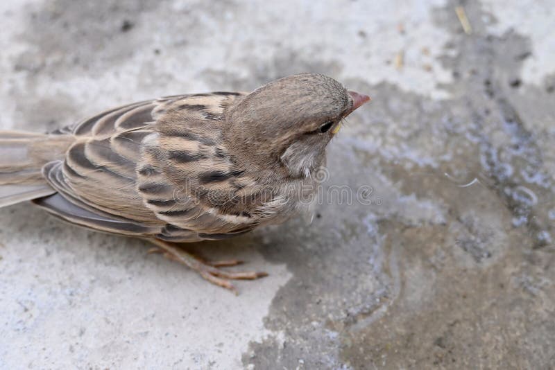 Cute Brown House Sparrow Bird Perched on the Ground Stock Image - Image ...
