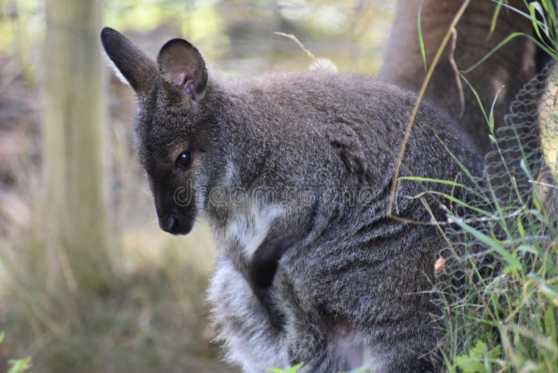 A Cute Brown Kangaroo Sitting on a Green Meadow Stock Image - Image of ...