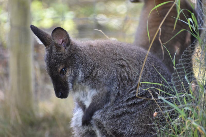 A Cute Brown Kangaroo Sitting on a Green Meadow Stock Photo - Image of ...