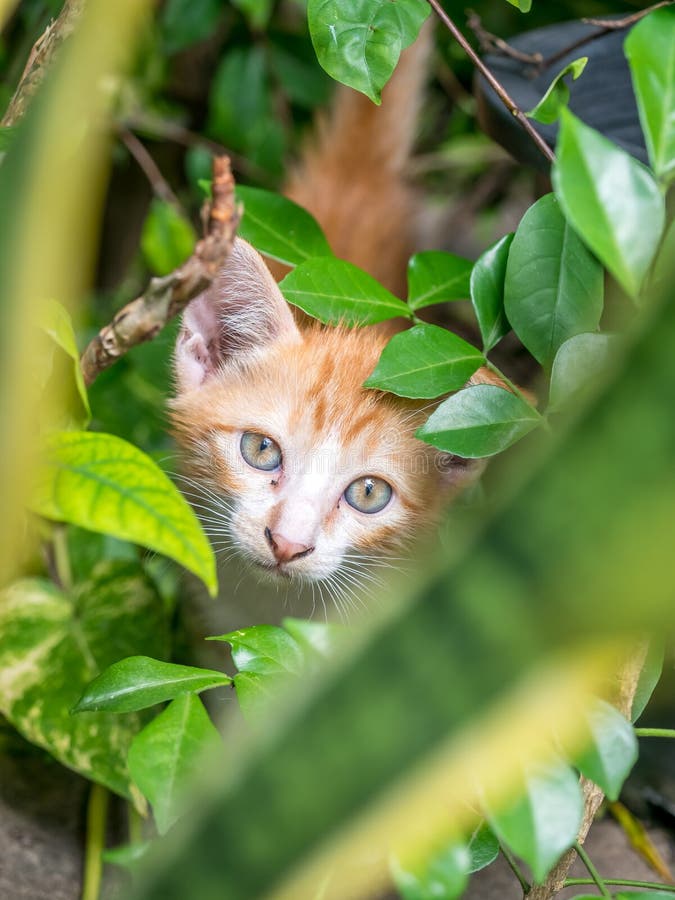 Cute Brown Kitten Hide in Garden Stock Photo - Image of little, park ...