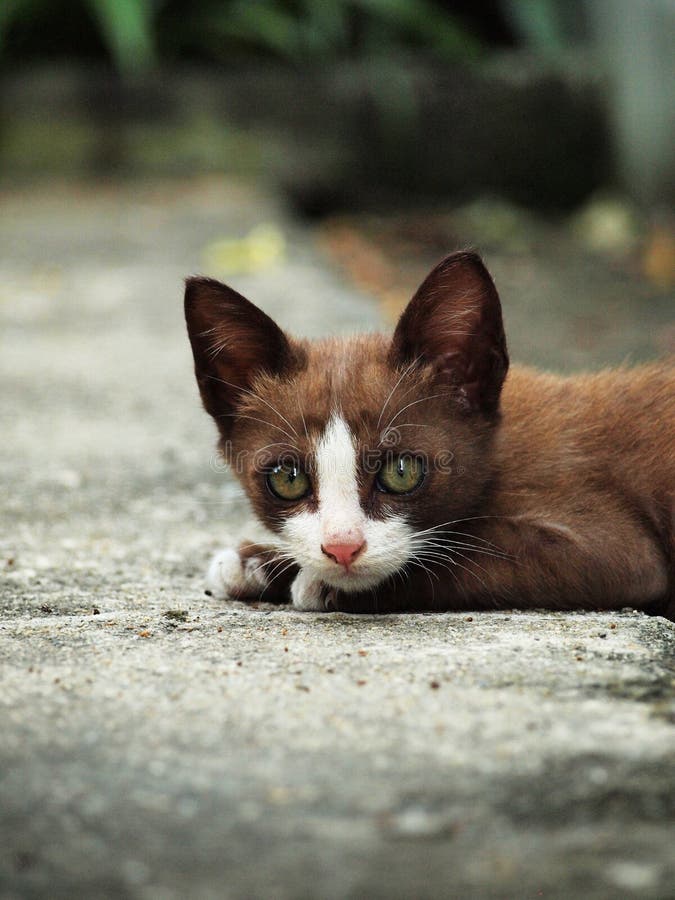 Cute Brown Kitten Lay Down on the Floor Stock Image - Image of kitty ...
