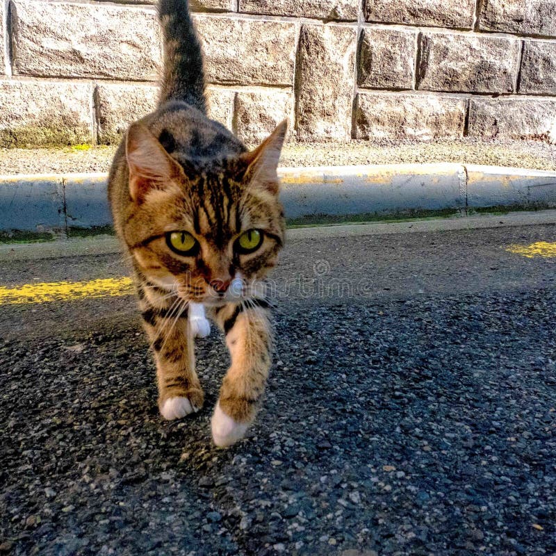 Cute Brown Kitten on the Street during Daytime Stock Image - Image of ...