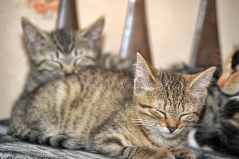 Cute Brown Kittens Together Stock Photo - Image of four, fluffy: 176991100