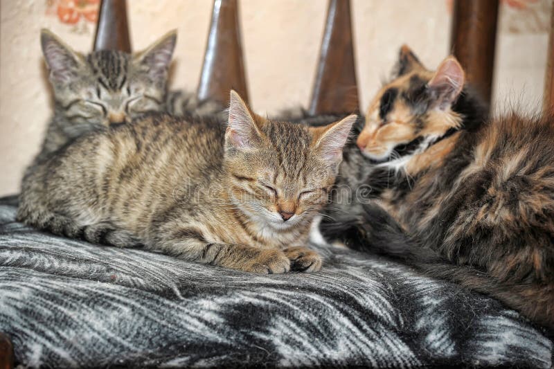 Cute Brown Kittens Together Stock Photo - Image of head, playful: 176991492