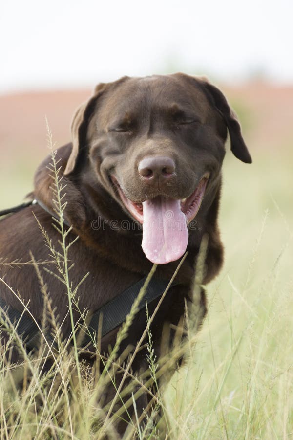 Cute Brown Labrador Playing in the Sun Stock Image - Image of looking ...
