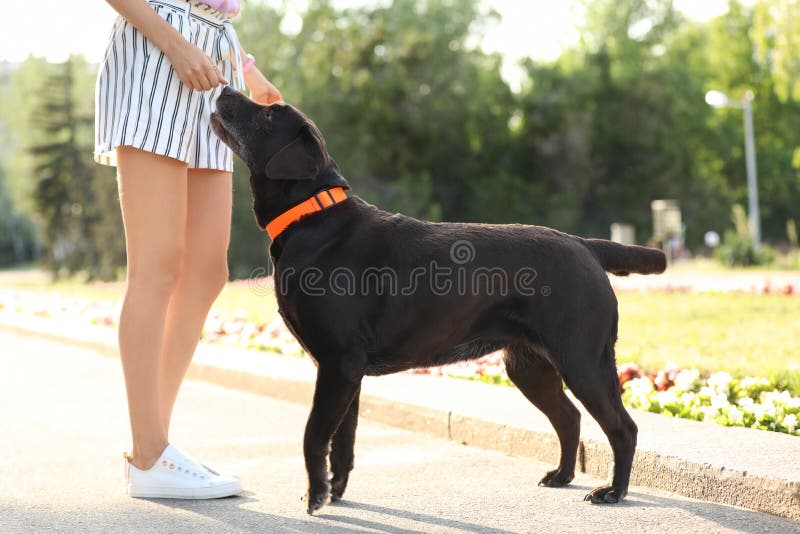 Cute Labrador Retriever with Owner Outdoors Stock Image - Image of ...