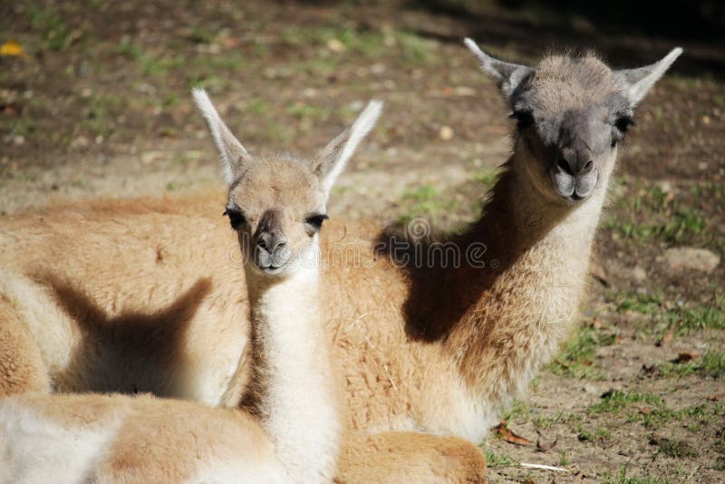 Cute Brown Lama Looking at the Camera Stock Image - Image of pretty ...